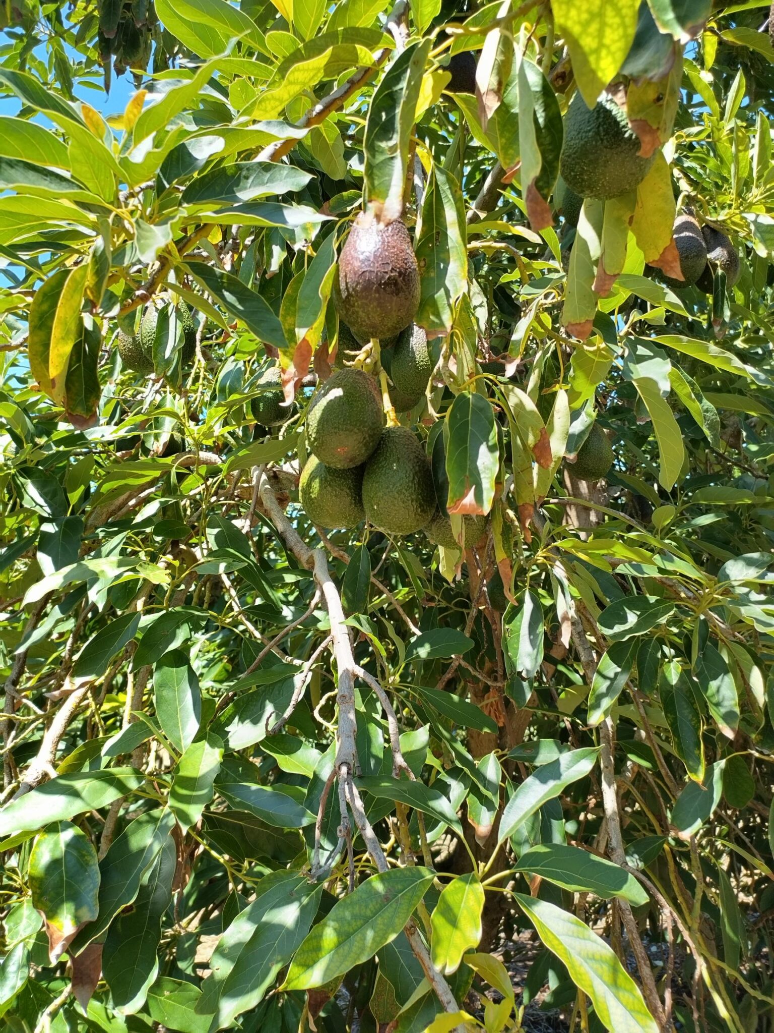 Australand Agriculture Best Value Agriculture Products Perth WA